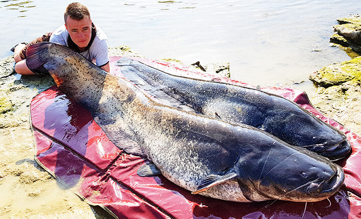 wels-angeln-tipps-tricks - Fischers Gold